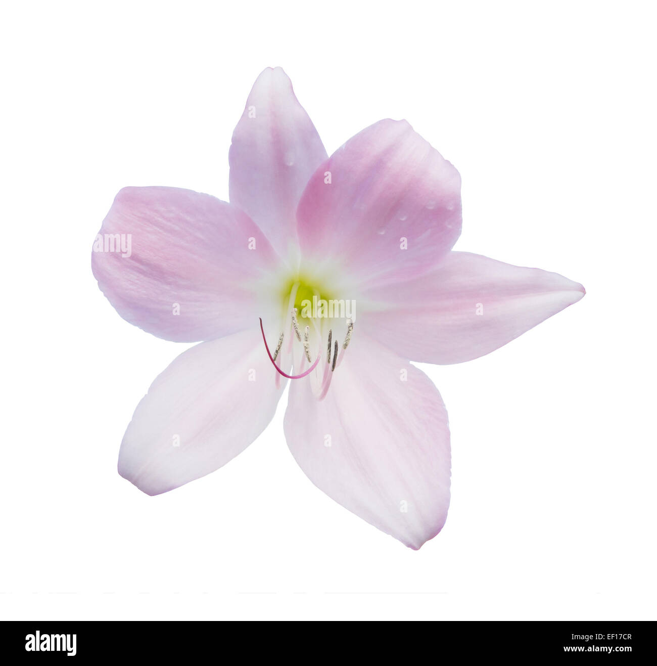 Lily flowers in foliage Cut Out Stock Images & Pictures - Alamy