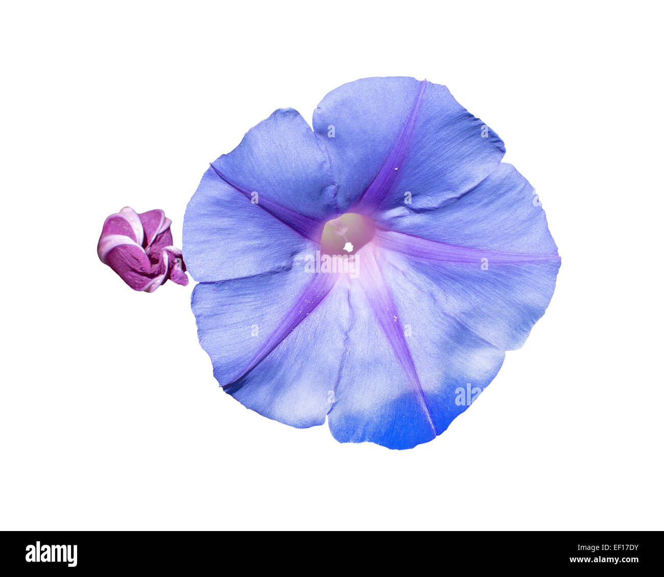 Purple bud hi-res stock photography and images - Alamy