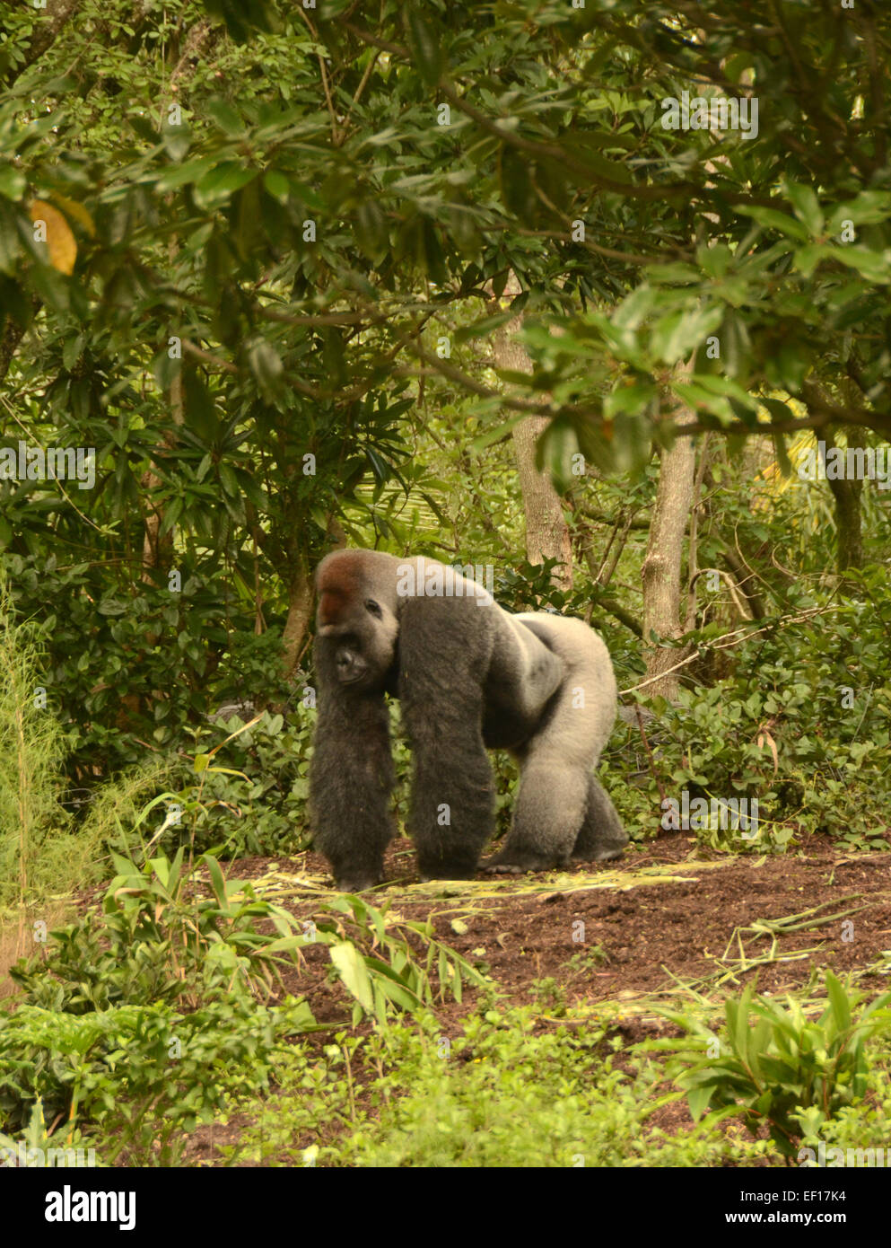 Silverback gorilla seen in its natural environment Stock Photo - Alamy