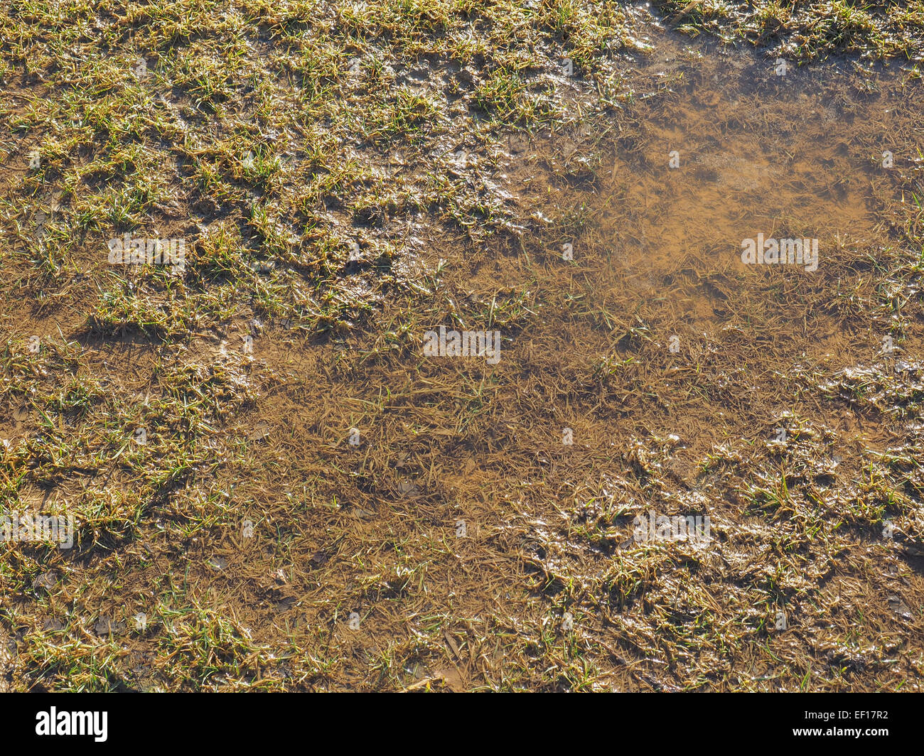 Wetland marsh land useful as background Stock Photo - Alamy