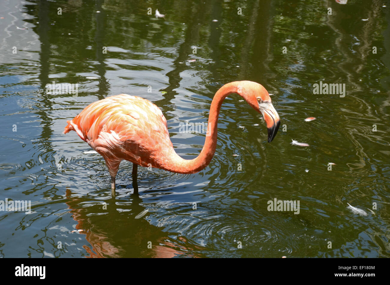 American flamingo in habitat hi-res stock photography and images - Alamy