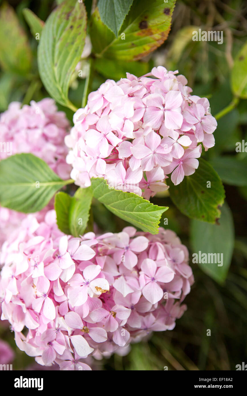Pink hydrangea flowers Stock Photo - Alamy