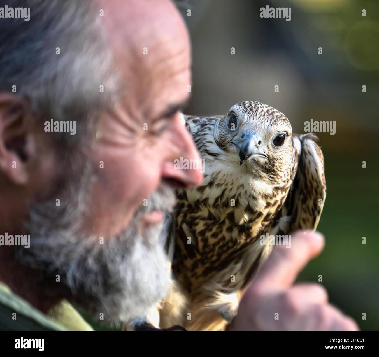 Falconer with Saker Falcon Kasandra in Falkenhof Harz.Germany Stock ...