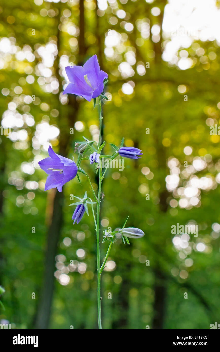 bell flower purple on one stalk some flowers Stock Photo - Alamy