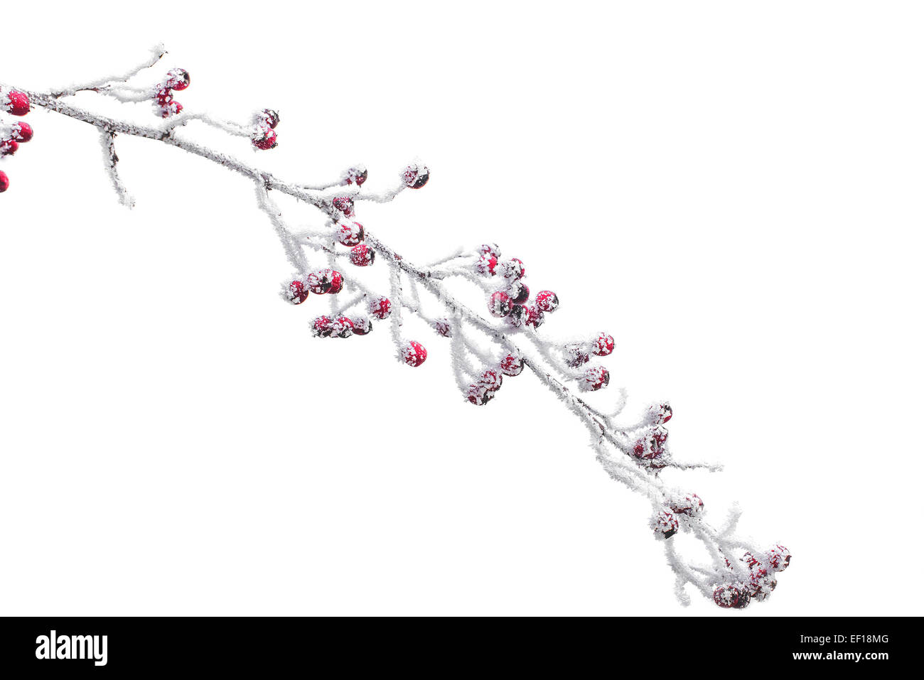 Winter tree under snow Cut Out Stock Images & Pictures - Alamy