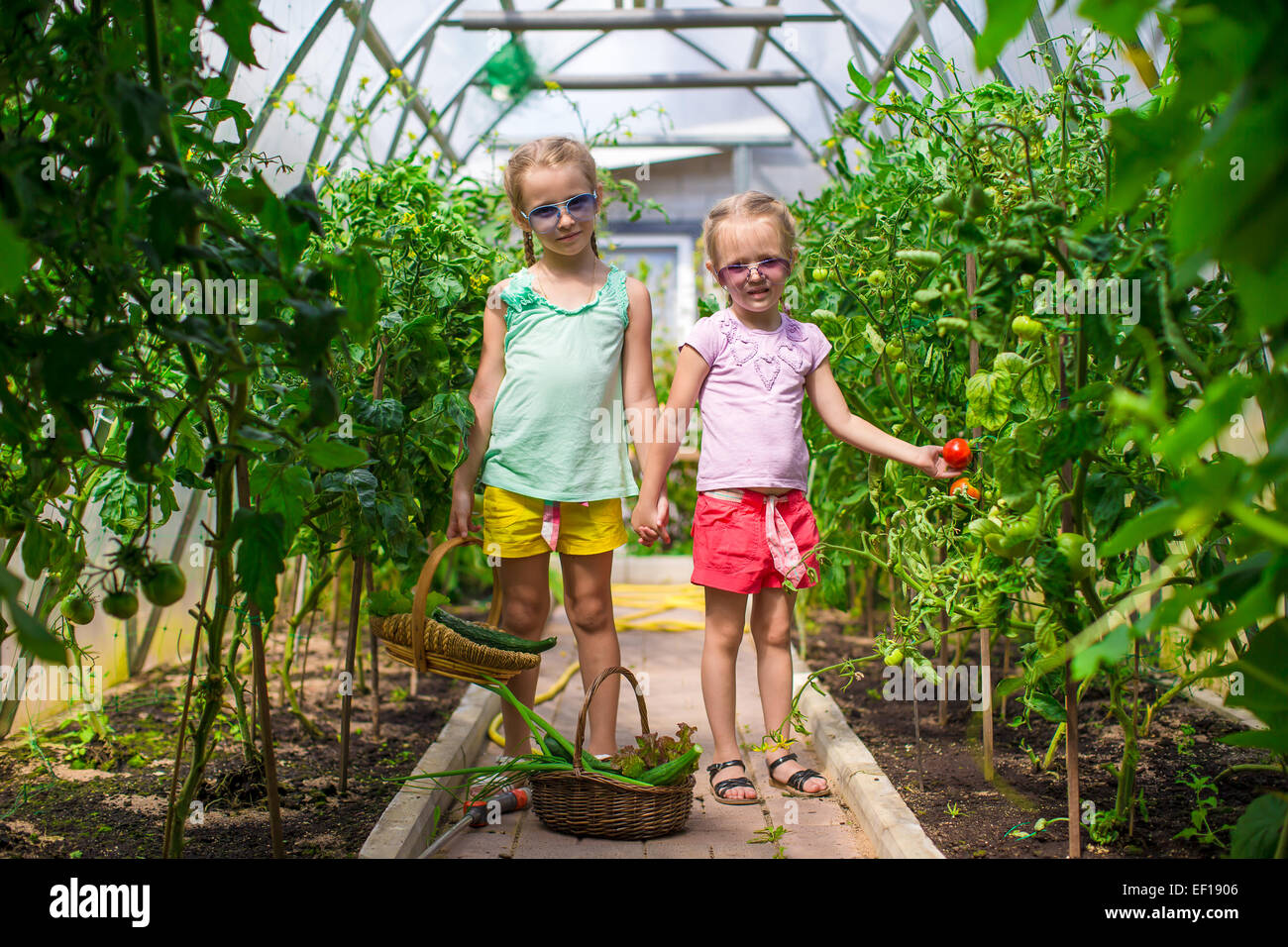 Cute little girls collect crop cucumbers in the greenhouse Stock Photo ...