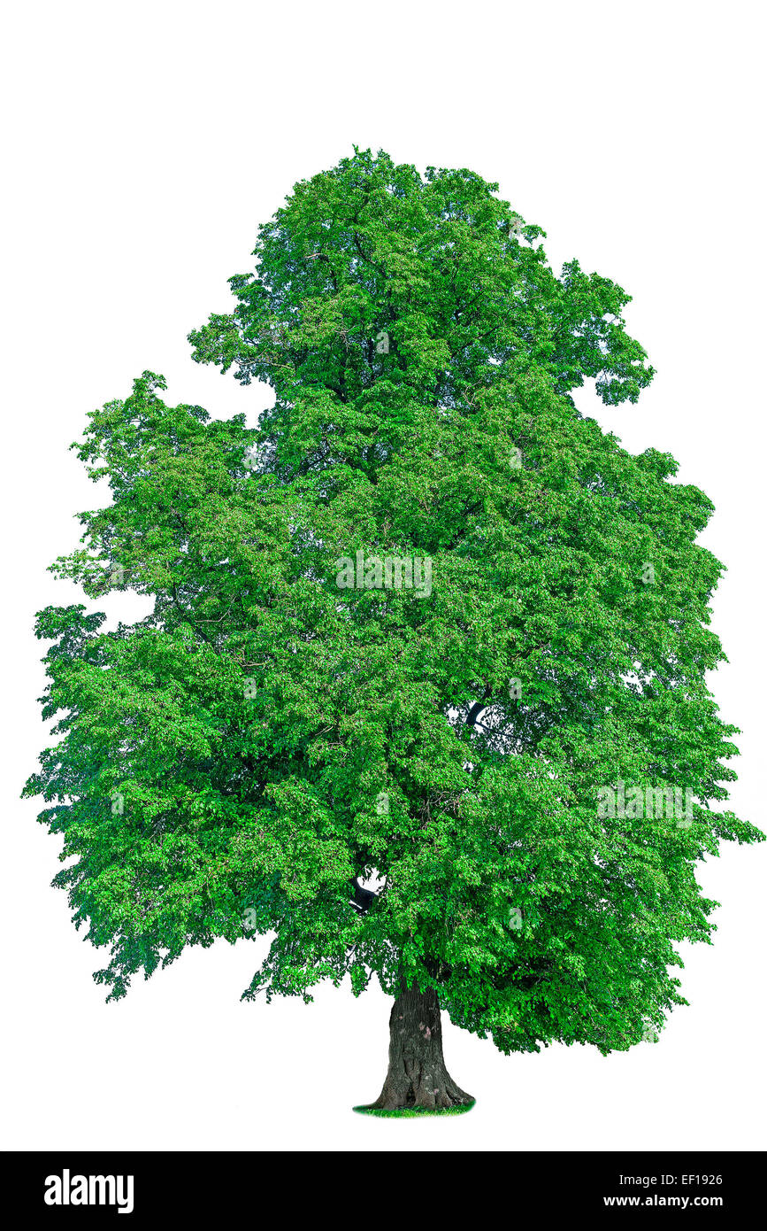 old linden tree with green leaves isolate green flora Stock Photo - Alamy