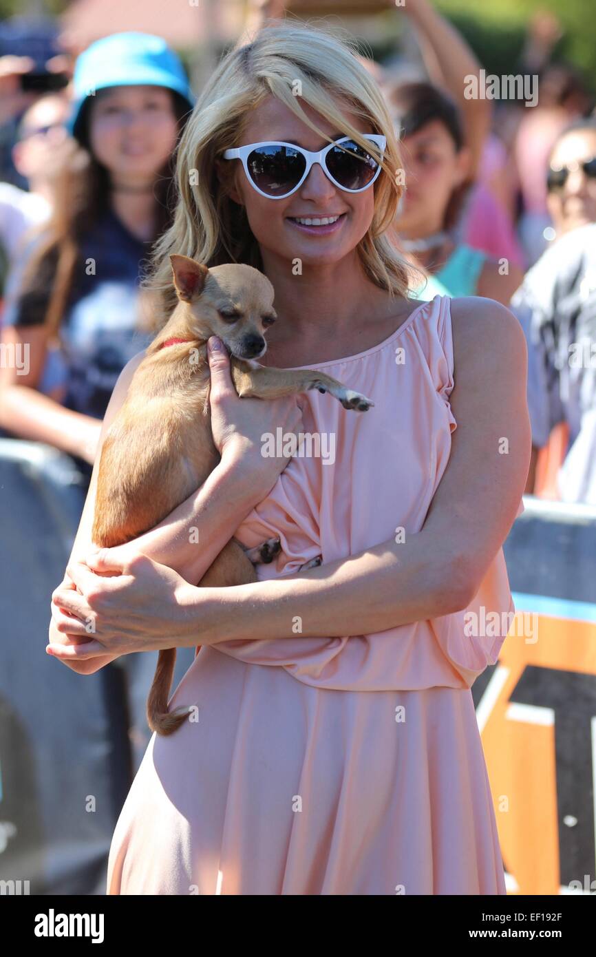 Paris Hilton appears on Extra with her pet chihuahua dog, Peter Pan ...