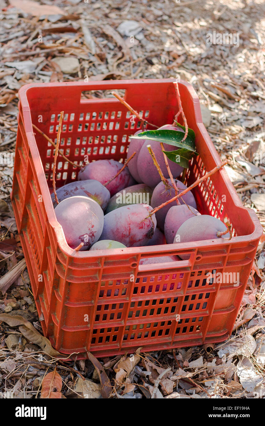 Box of mangoes hi-res stock photography and images - Alamy