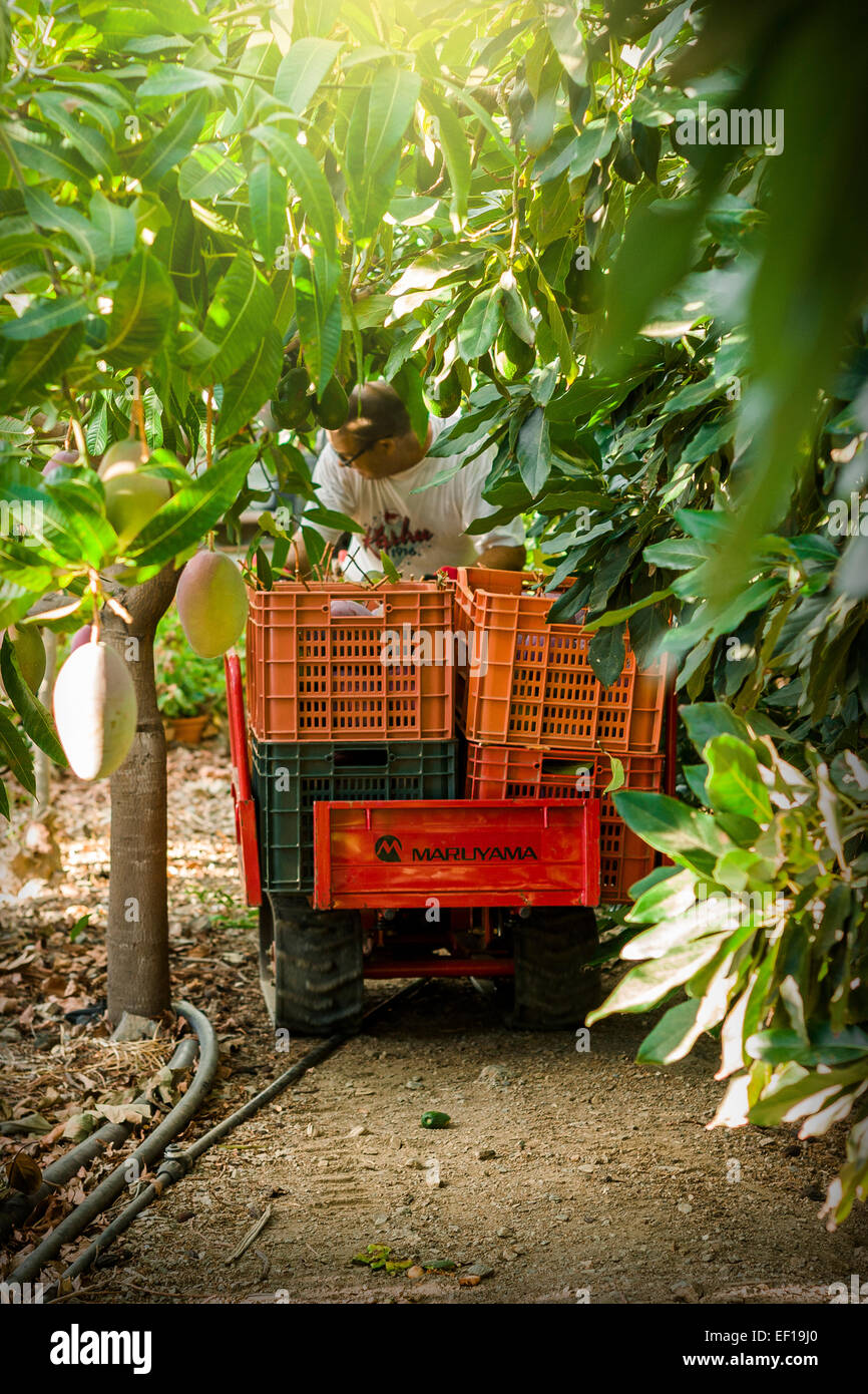 Man pushing trolley with boxes full of just harvested mangoes ...