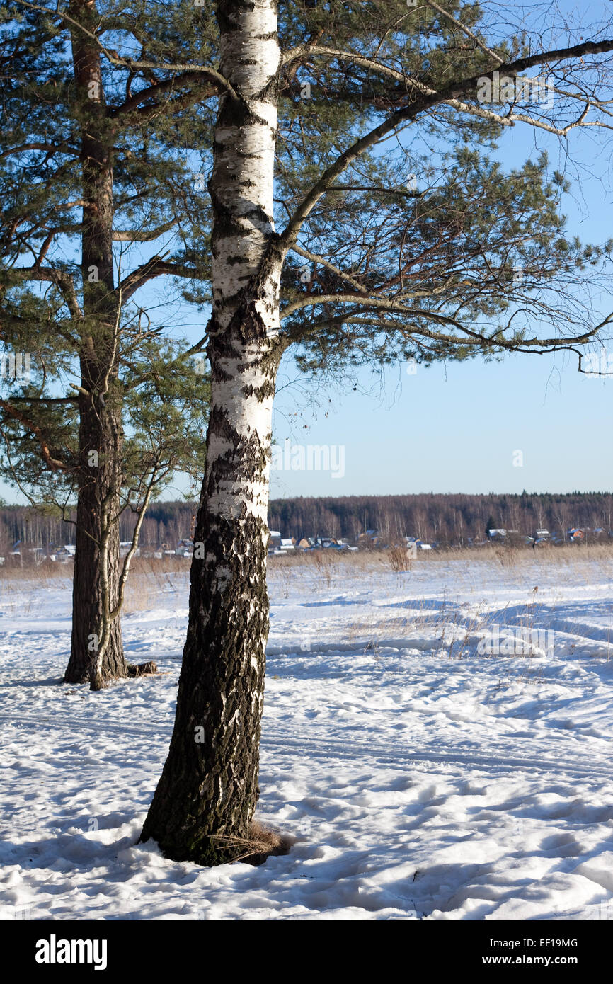 early spring in forest Stock Photo - Alamy