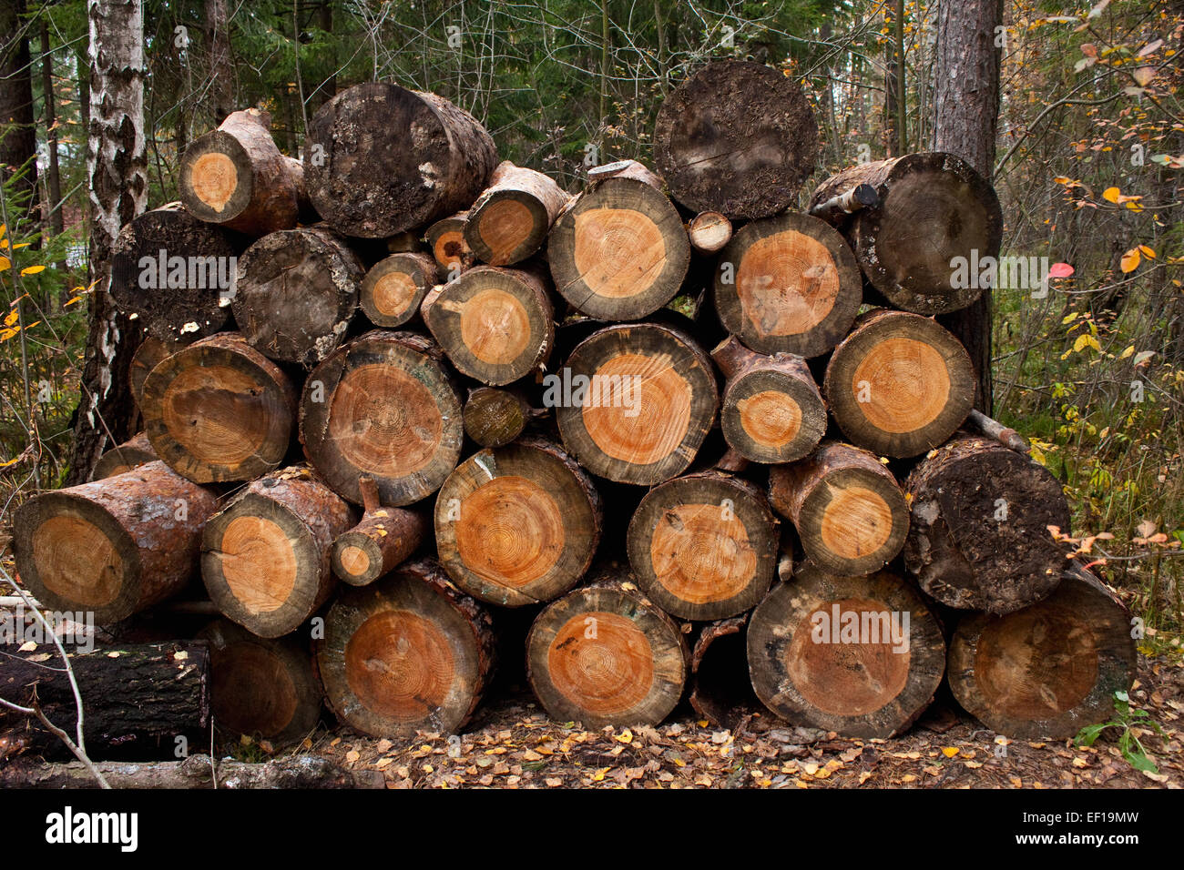 felling of trees Stock Photo - Alamy