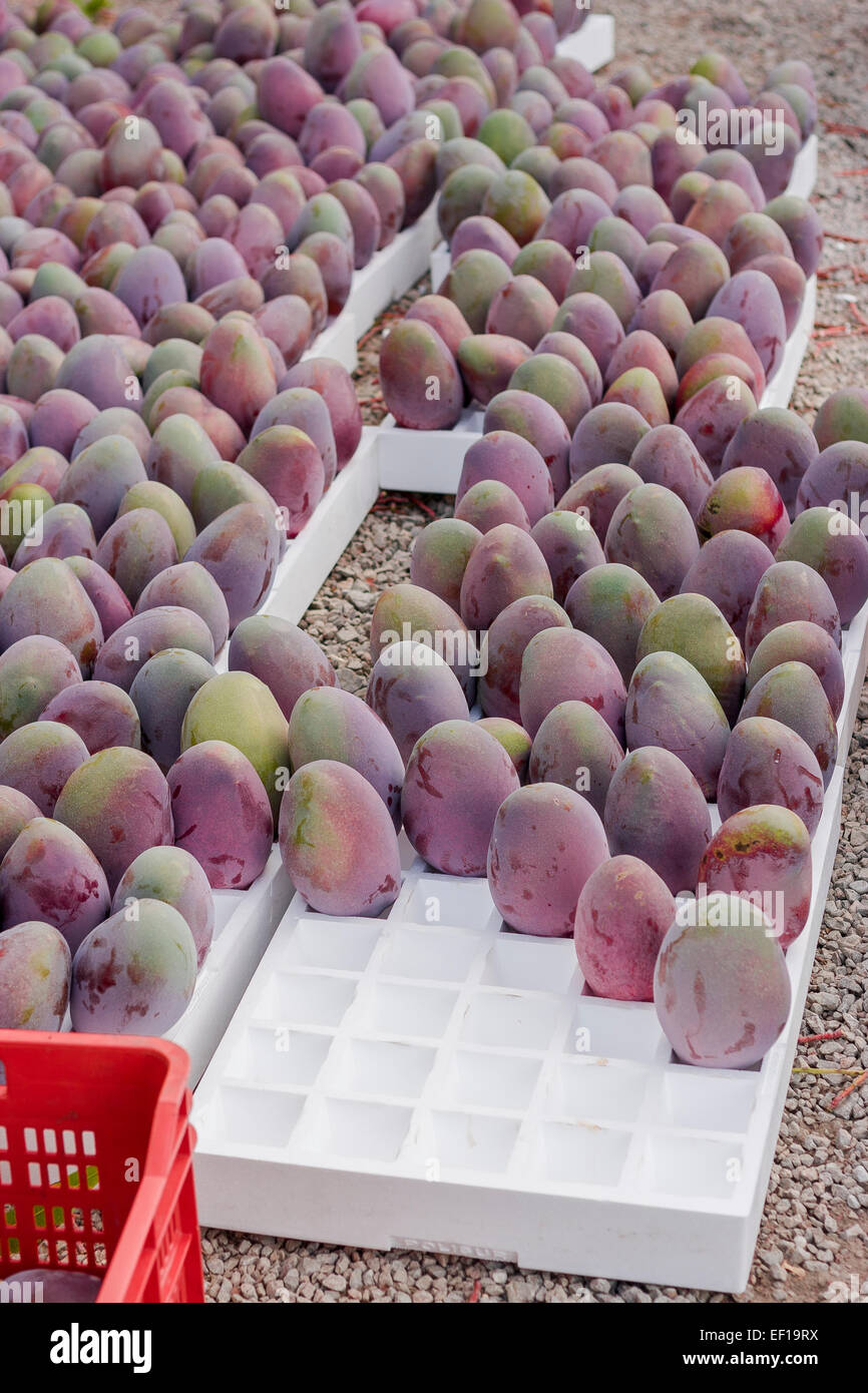 Box of mangoes hi-res stock photography and images - Alamy