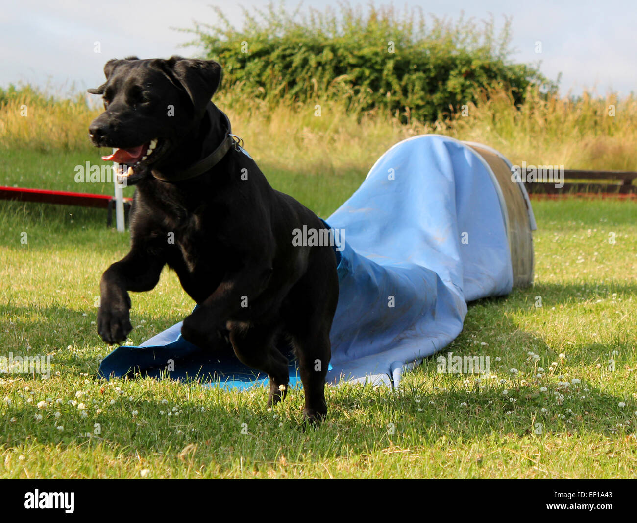 Canine agility hi-res stock photography and images - Alamy