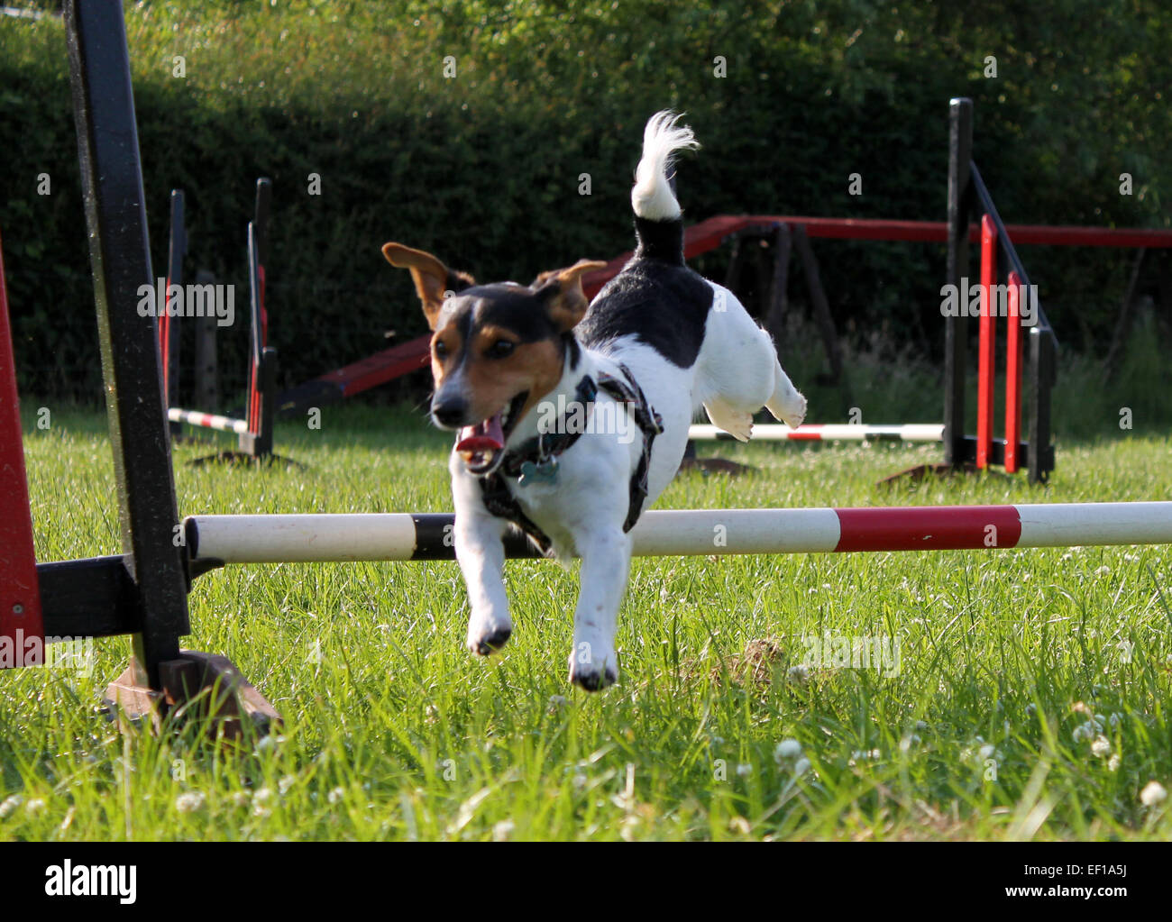 Dog halter hi-res stock photography and images - Alamy