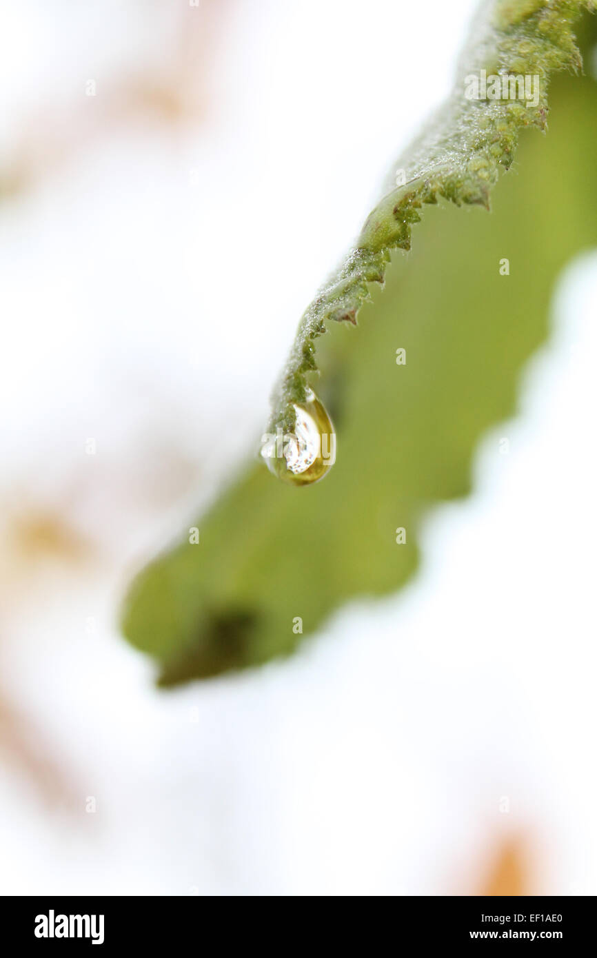 Droplet elements hi-res stock photography and images - Alamy
