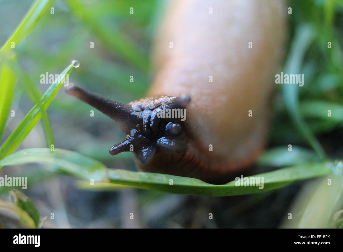 Slug garden soil hi-res stock photography and images - Alamy