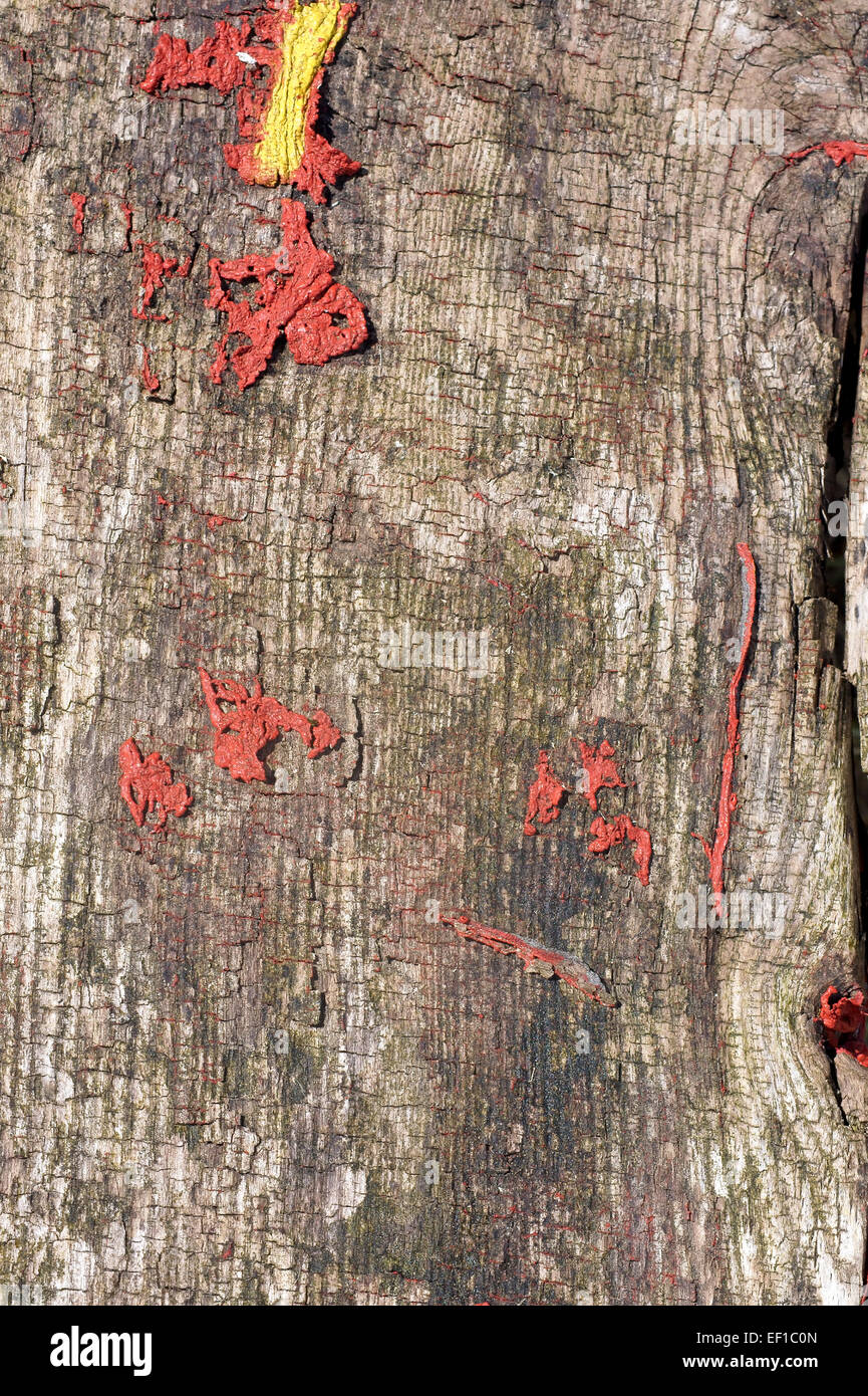 Brittle growth tree hi-res stock photography and images - Alamy