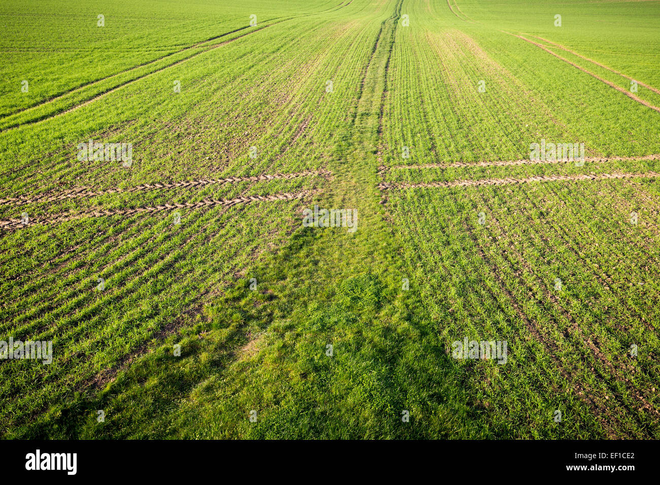 detail of a grass field with side marks Stock Photo - Alamy
