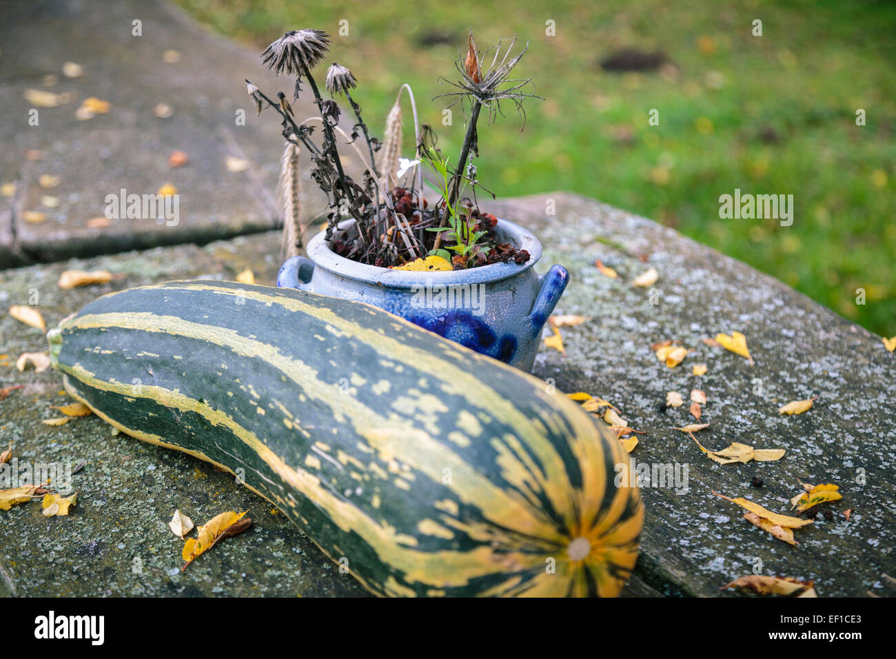 outdoor still-life with a big zucchini in autumn Stock Photo - Alamy