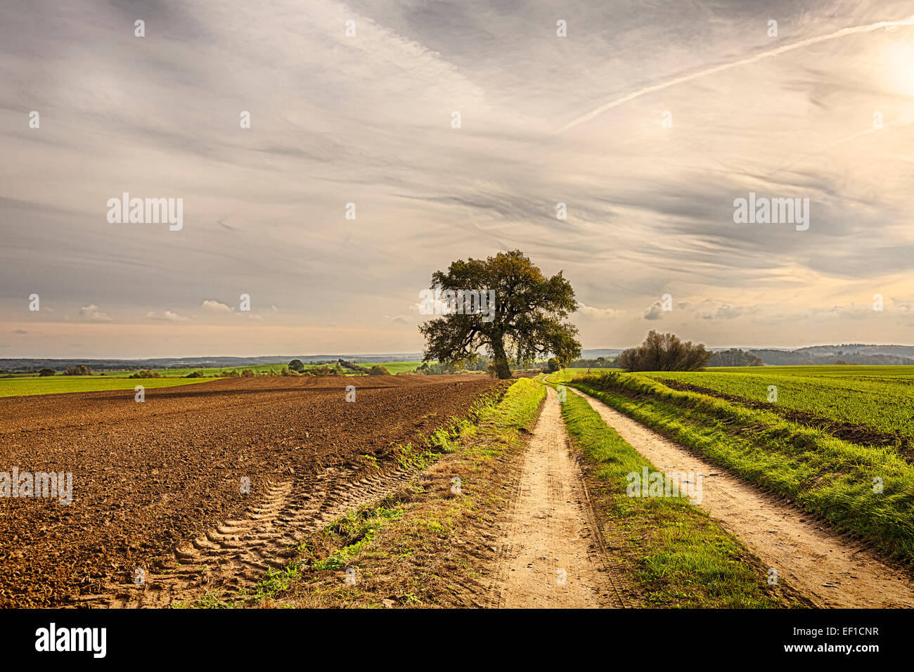 hdr shoot of an old tree with fields and road Stock Photo - Alamy