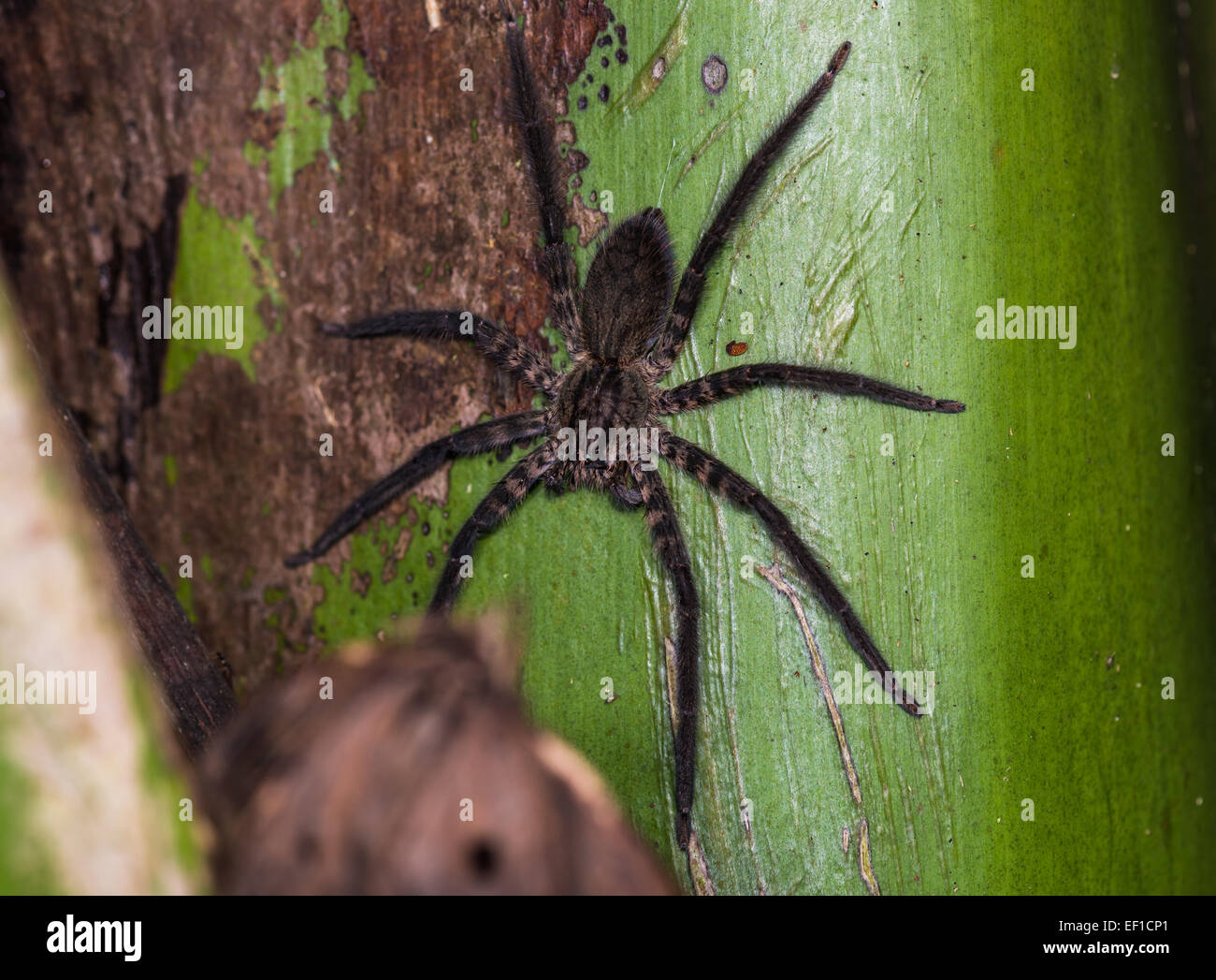 A wolf spider hunting at night. Belize, Central America Stock Photo - Alamy