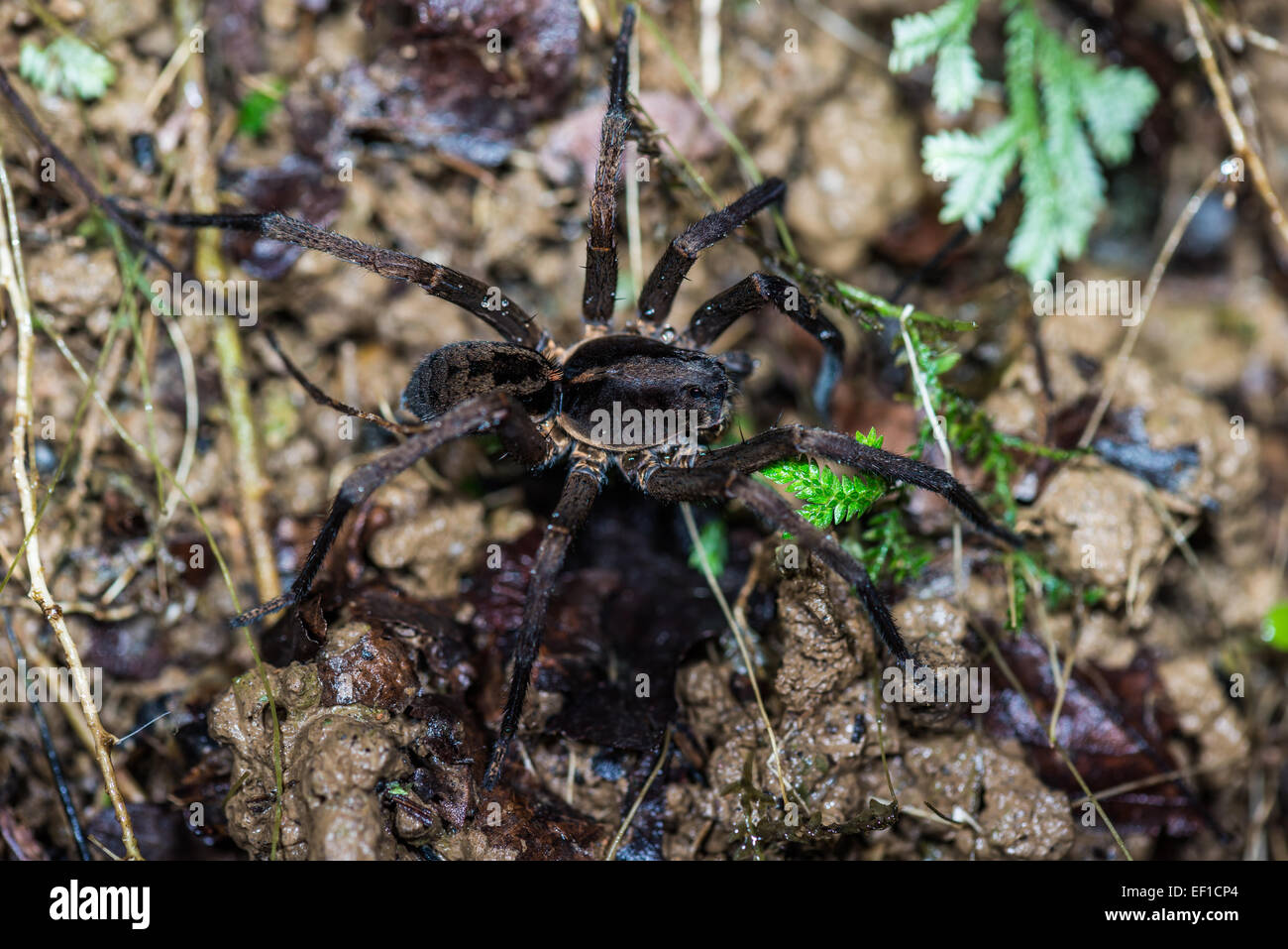 A wolf spider hunting at night. Belize, Central America Stock Photo - Alamy