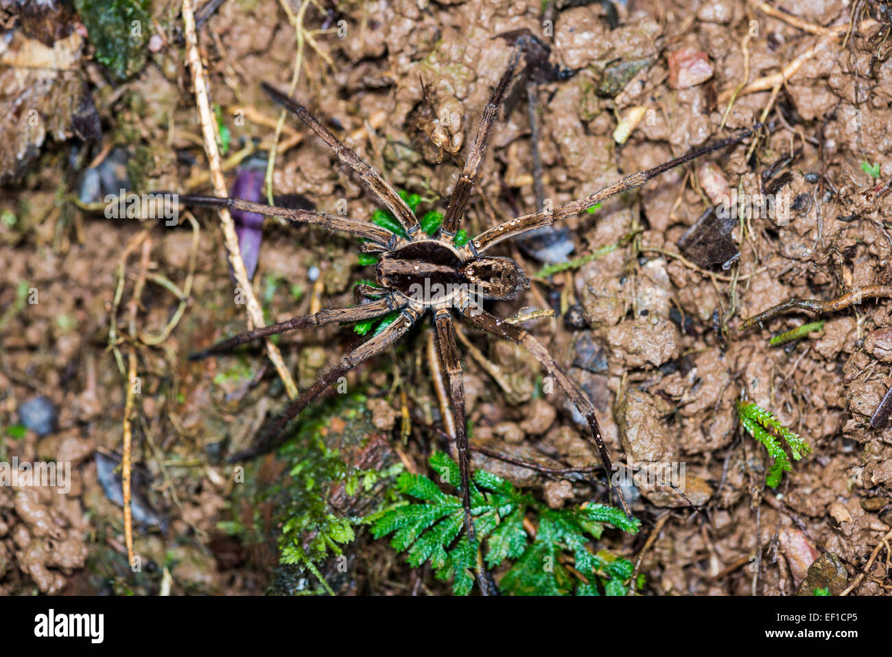 Wolf spider hunting night hi-res stock photography and images - Alamy