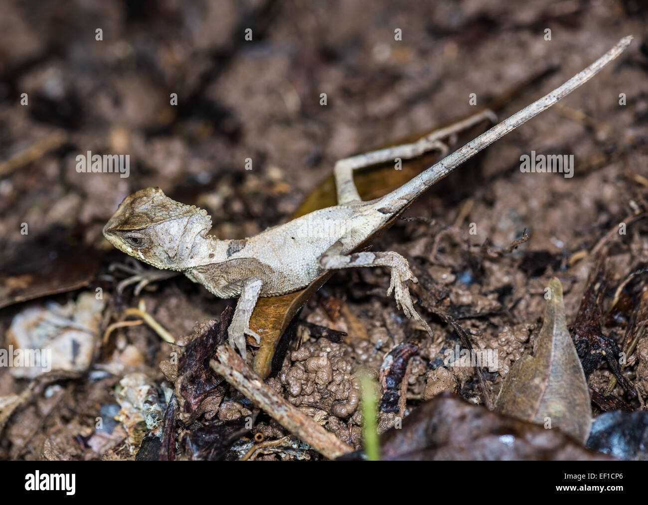 A small gecko on forest floor. Belize Central America Stock Photo - Alamy