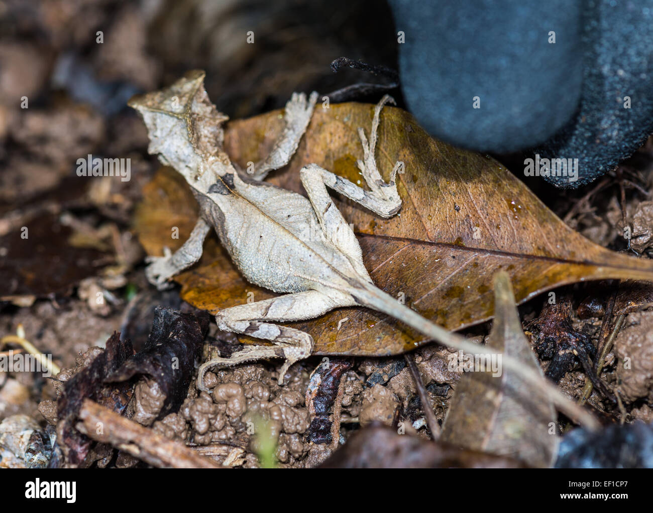 A small gecko on forest floor. Belize Central America Stock Photo - Alamy