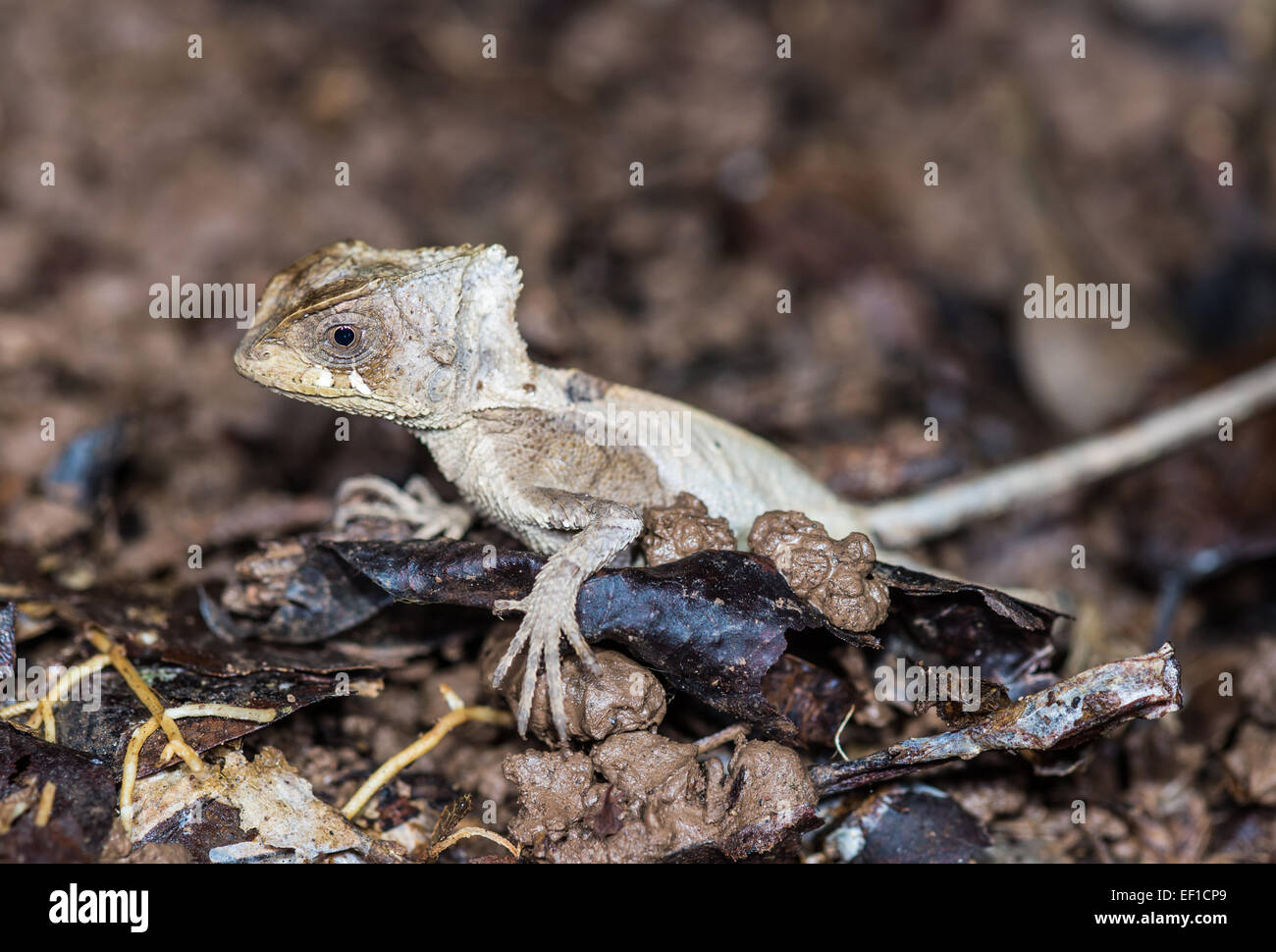A small gecko on forest floor. Belize Central America Stock Photo - Alamy