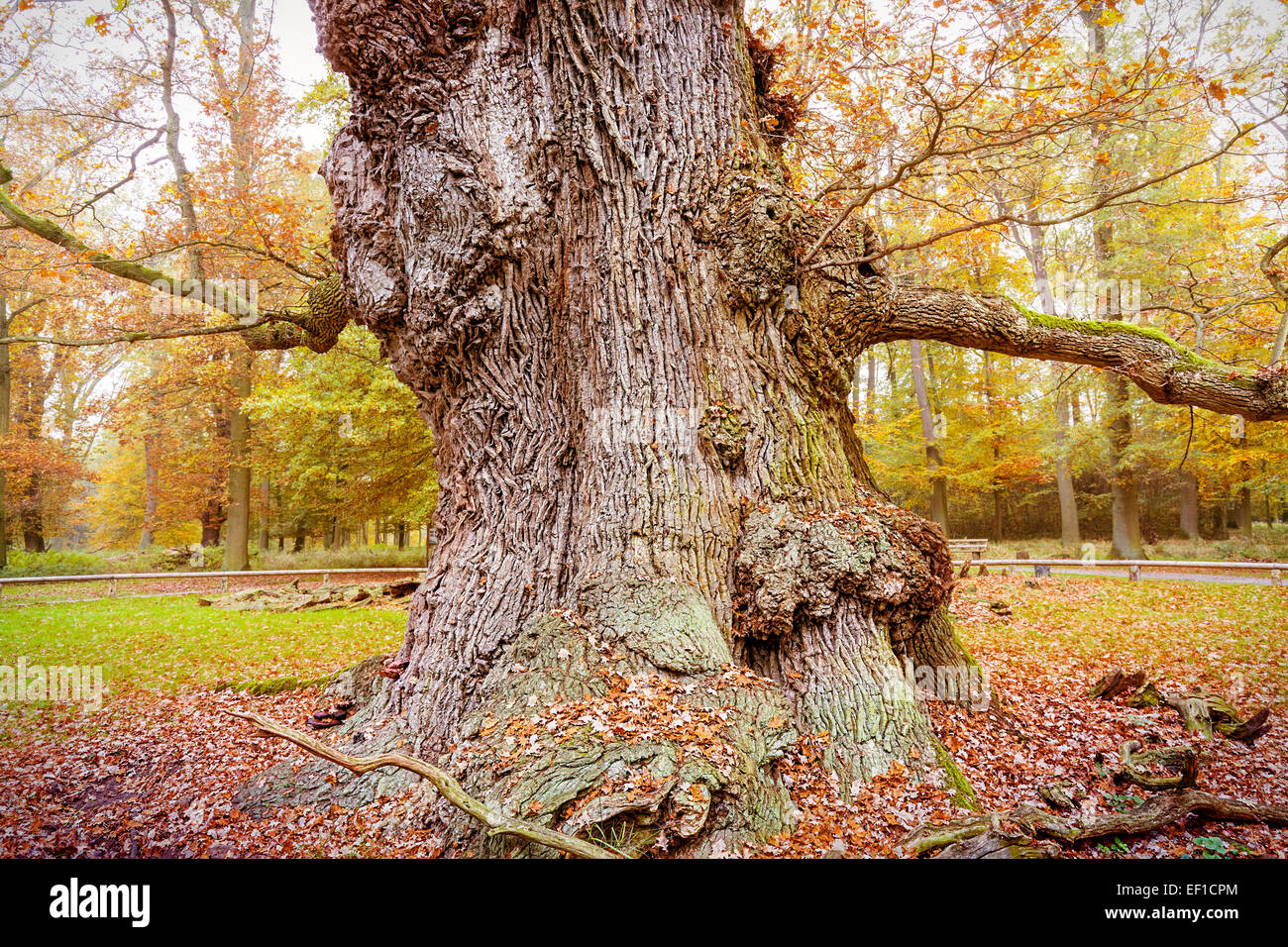 HDR shoot of an very old oak Stock Photo - Alamy