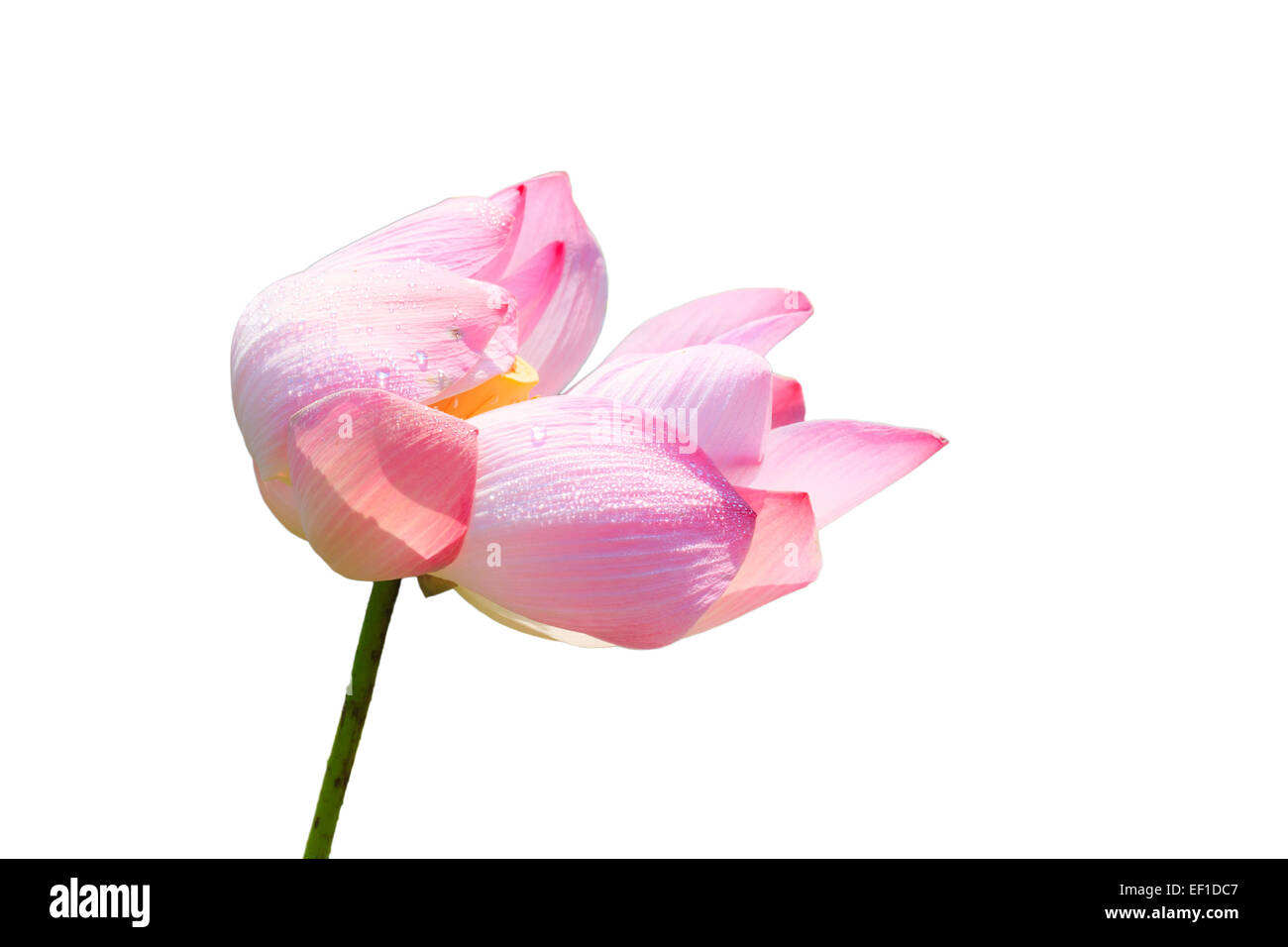 Beautiful lotus(Single lotus flower isolated on white background Stock ...