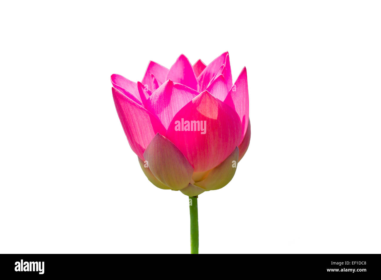 Beautiful lotus(Single lotus flower isolated on white background Stock ...