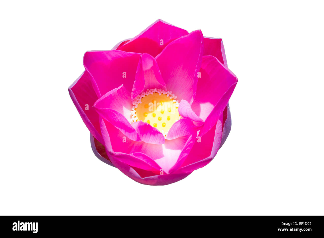 Beautiful lotus(Single lotus flower isolated on white background Stock ...