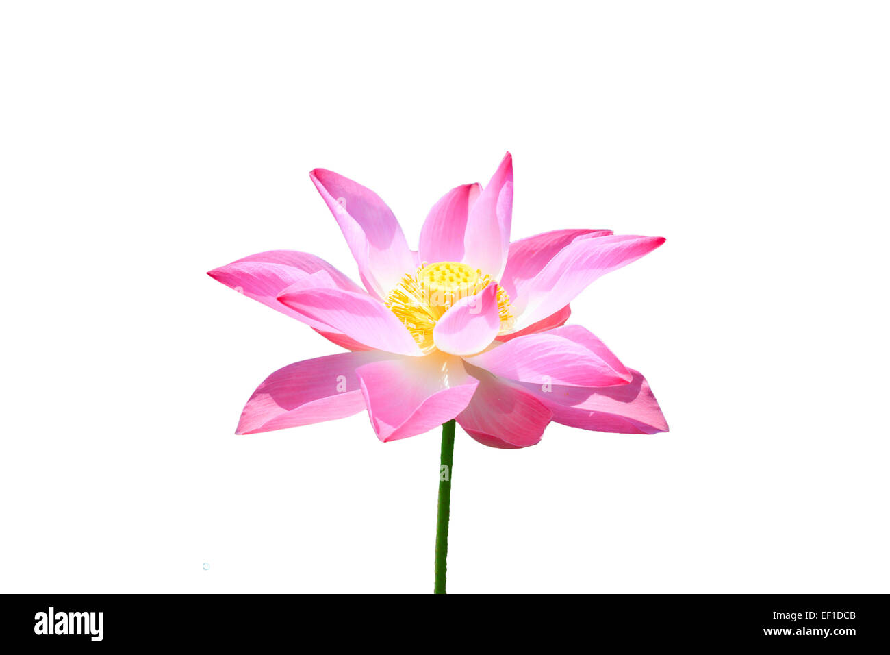 Beautiful lotus(Single lotus flower isolated on white background Stock ...