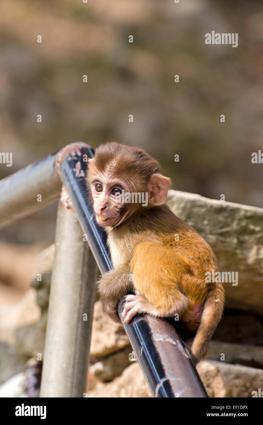 Monkey staircase hi-res stock photography and images - Alamy