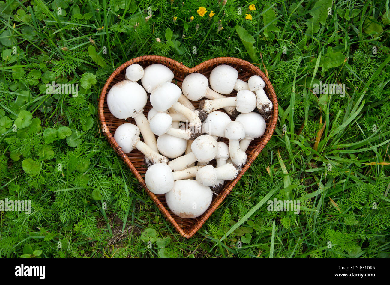 Basket fungi hi-res stock photography and images - Alamy