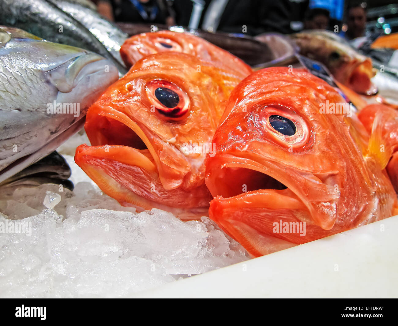Fresh fish in a fish market Stock Photo - Alamy