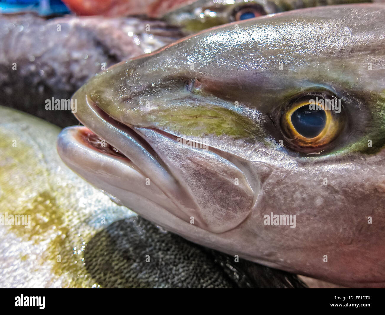 Fresh fish in a fish market Stock Photo - Alamy