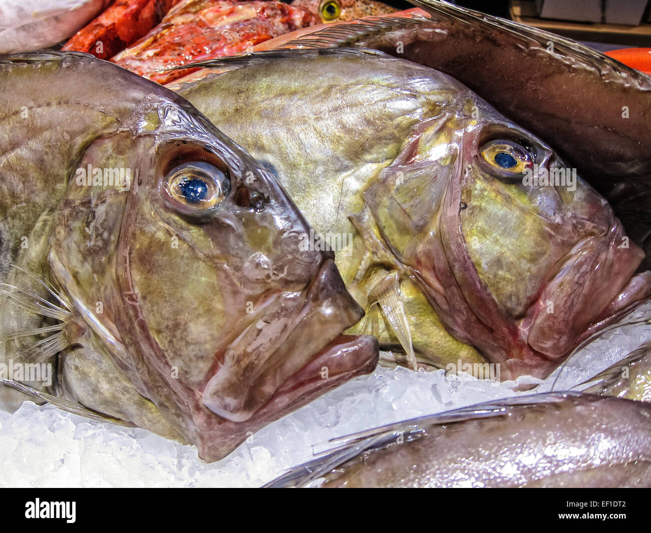 Fresh fish in a fish market Stock Photo - Alamy