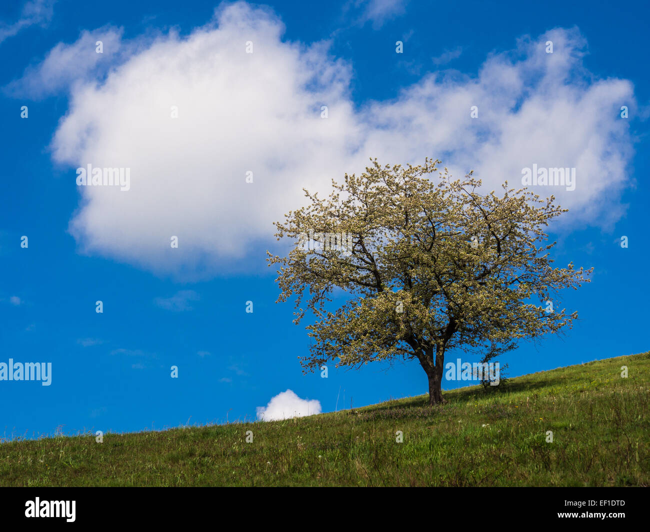 Single Cherry Tree High Resolution Stock Photography and Images - Alamy