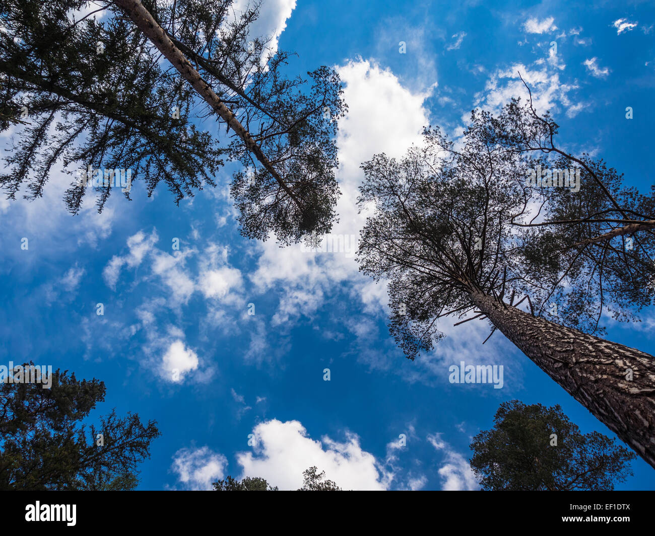 Trees with clouds in blue sky Stock Photo - Alamy