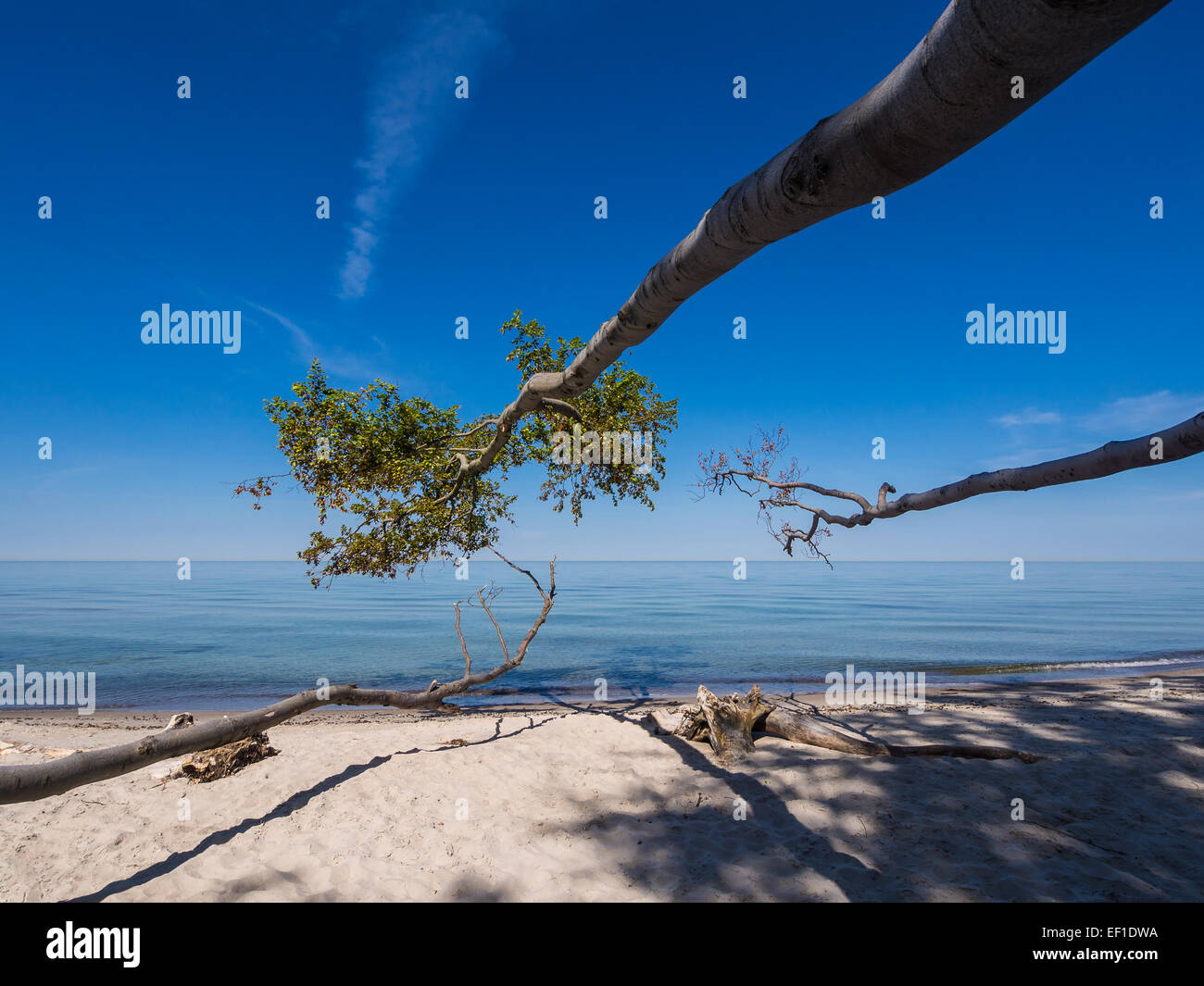 A fallen tree on the Baltic Sea coast Stock Photo - Alamy