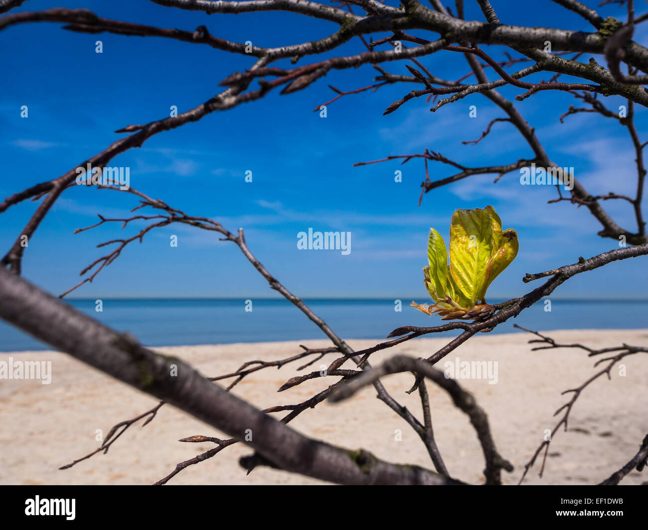 A fallen tree on the Baltic Sea coast Stock Photo - Alamy