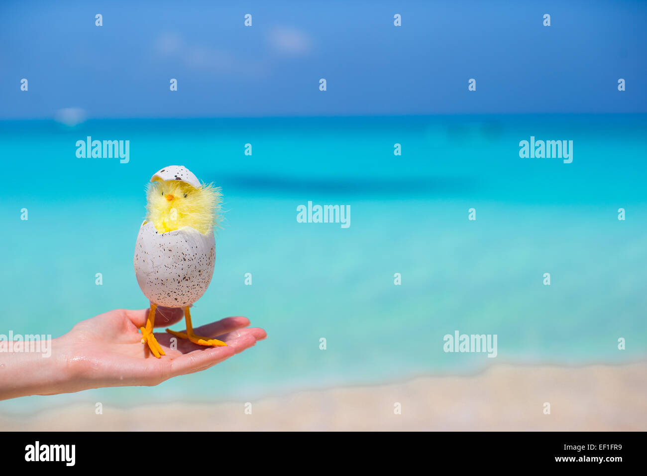 Chickens on the beach hi-res stock photography and images - Alamy