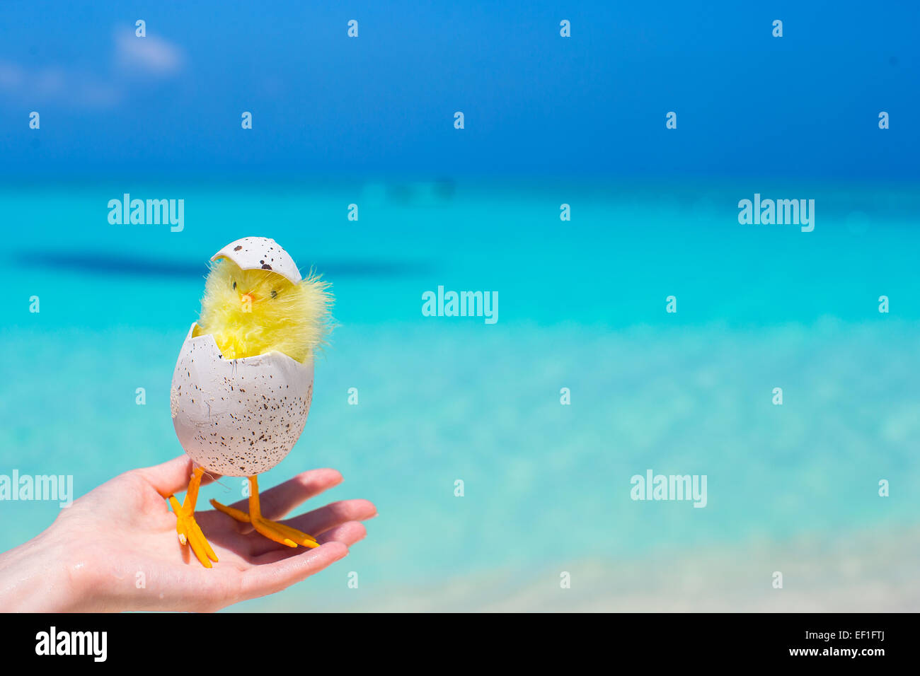 Chickens on the beach hi-res stock photography and images - Alamy