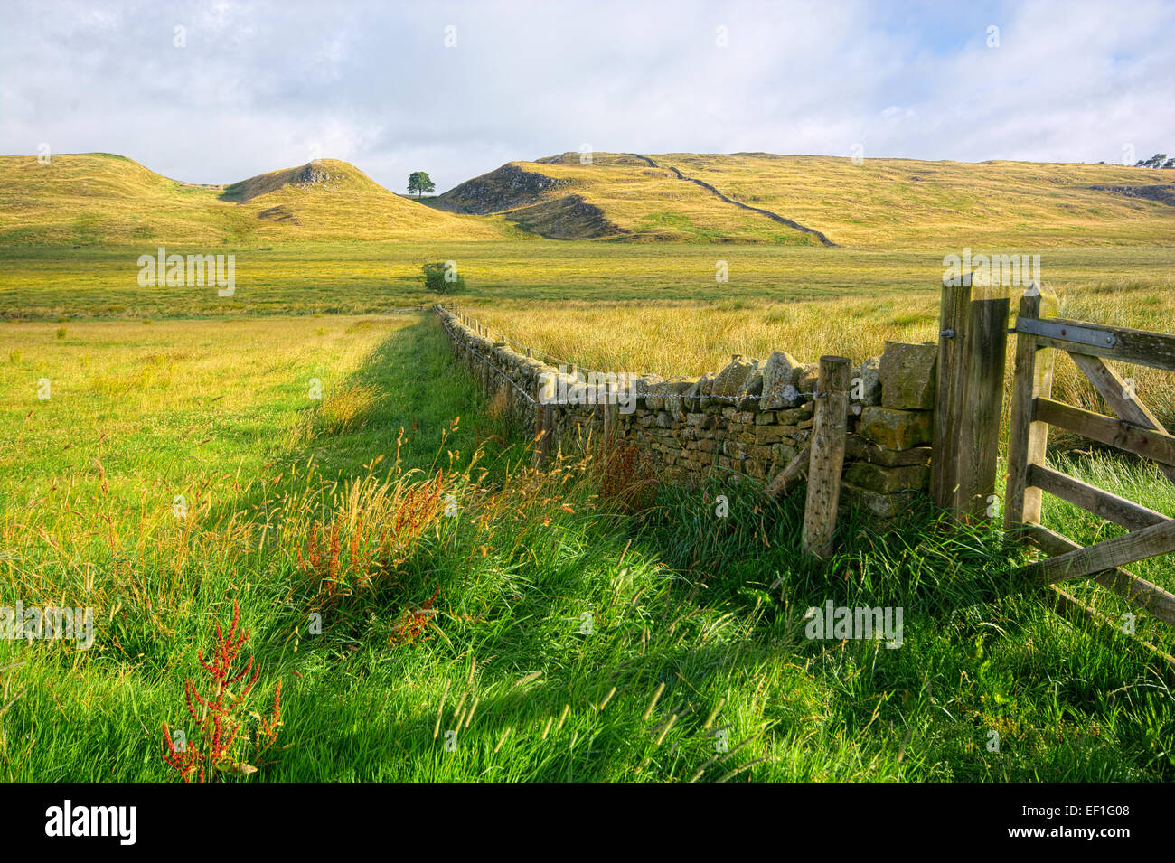 Sycamore Gap on Hardians Wall, Northumberland Stock Photo - Alamy