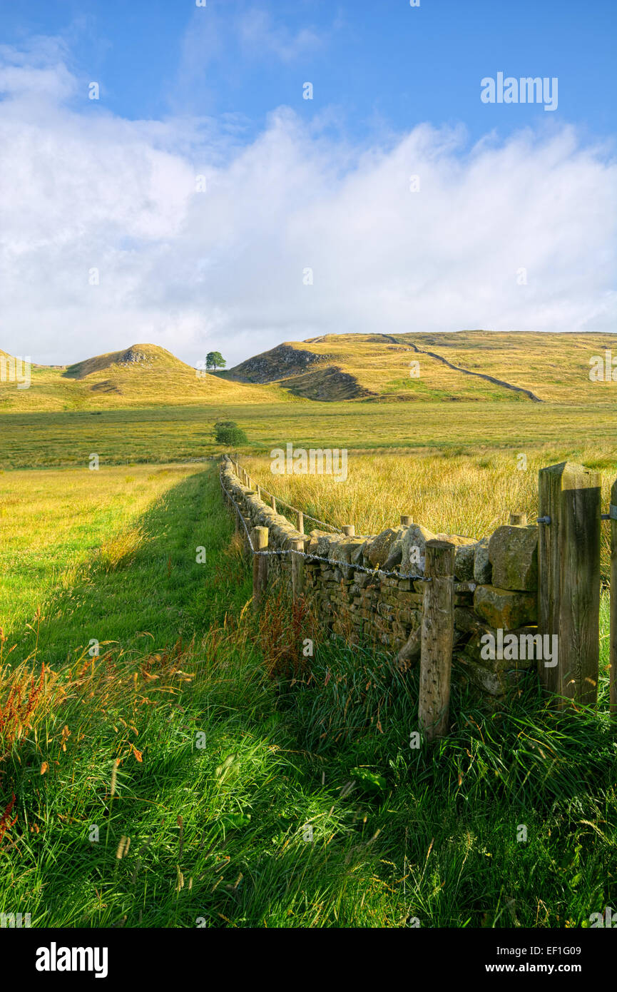 Sycamore Gap on Hardians Wall, Northumberland Stock Photo - Alamy