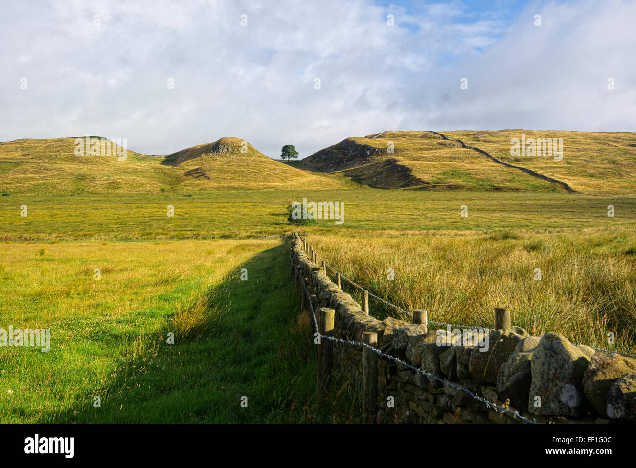 Sycamore Gap on Hardians Wall, Northumberland Stock Photo - Alamy